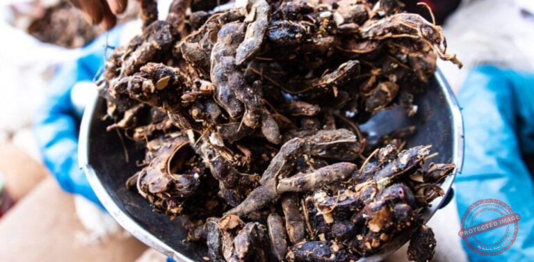 16 Healthy Fruits, Vegetables and Herbs growing in The Gambia | My Gambia