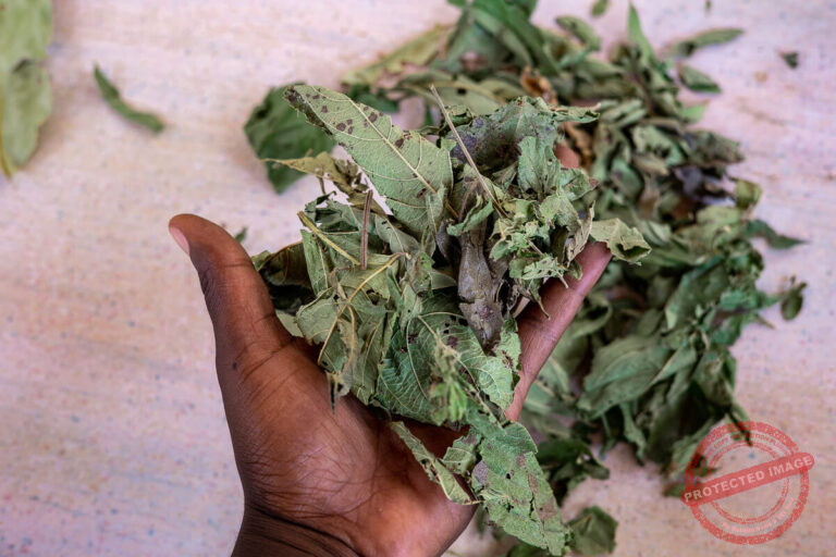 16 Healthy Fruits, Vegetables and Herbs growing in The Gambia | My Gambia