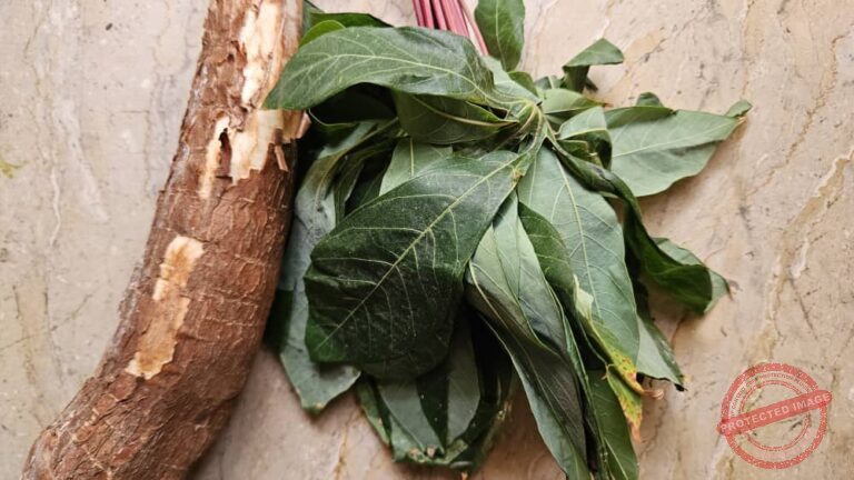 16 Healthy Fruits, Vegetables and Herbs growing in The Gambia | My Gambia