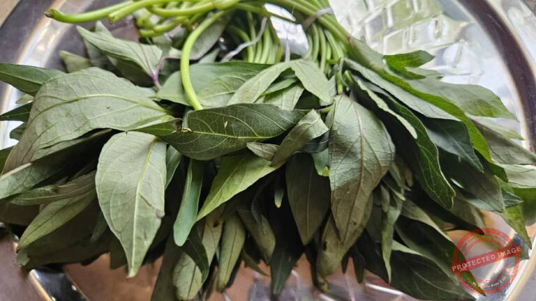 16 Healthy Fruits, Vegetables and Herbs growing in The Gambia | My Gambia