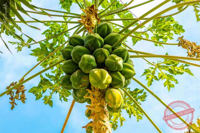 16 Healthy Fruits, Vegetables and Herbs growing in The Gambia | My Gambia